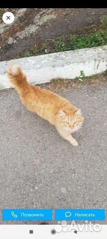 Кошки