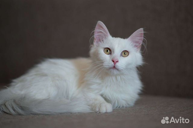Котята в добрые руки бесплатно