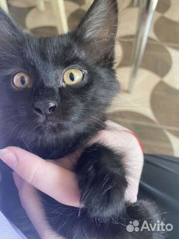 Котенок 1.5мес