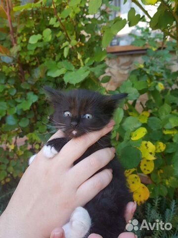 Котята в добрые руки бесплатно