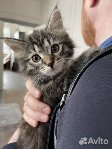 Семеро котят ищут дом