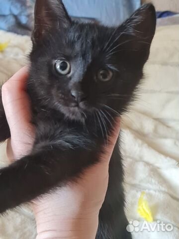 Черная кошка котенок ласковая и игривая