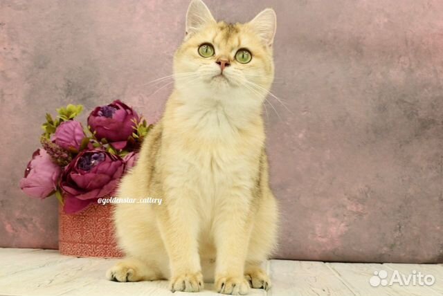 Кошка золотая шиншилла ny11