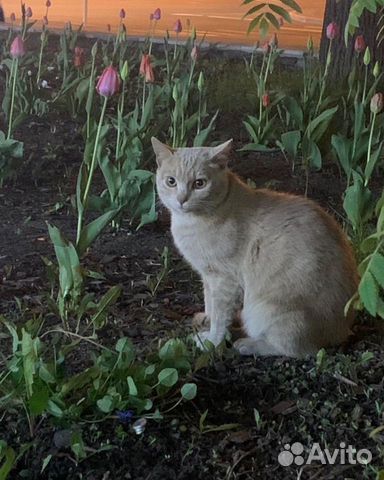 Рыжий домашний котик пропадает на улице