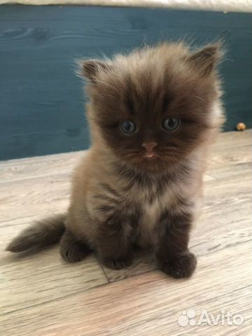 Шотландские котята
