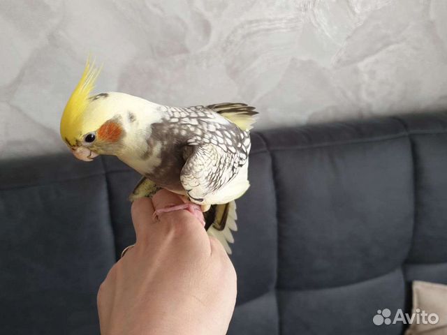 Попугай карелла