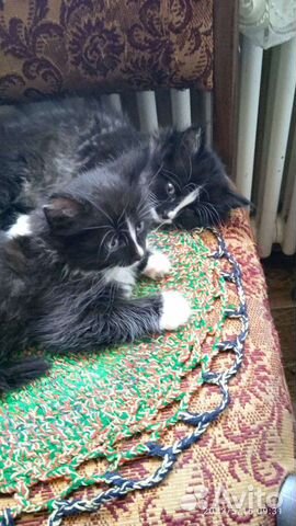 Две черно-белые кошечки пушистики