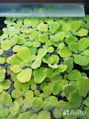 Аквариумное Ростение