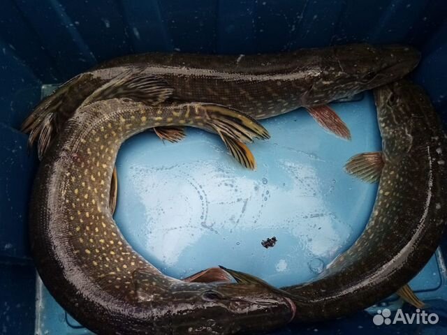Рыба живая щука на зарыбление