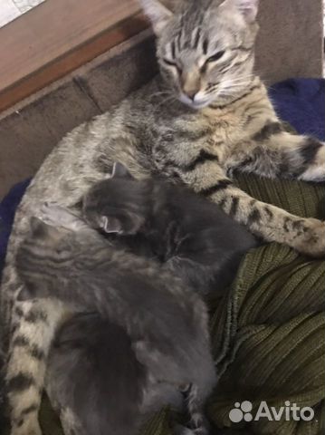 Котята в добрые руки бесплатно