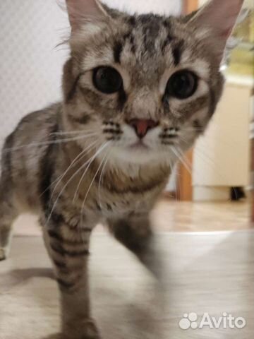 Кот