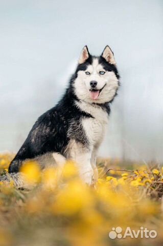 Сибирский хаски Дафна ждет семью в приюте