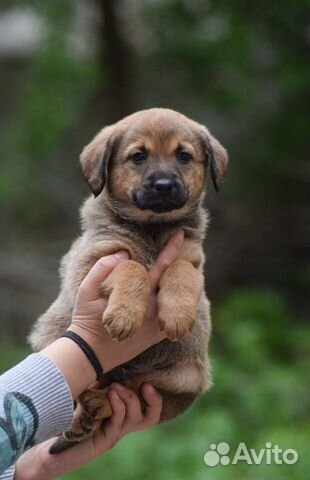 Щенок от некрупной собаки