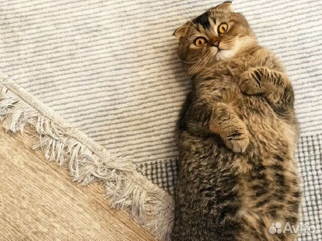 Приглашаем на вязку