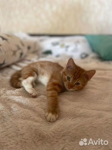 Отдам котенка