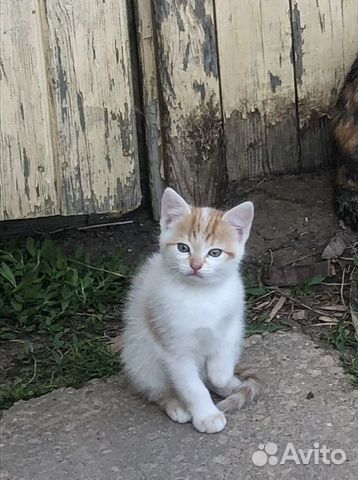 Котенок