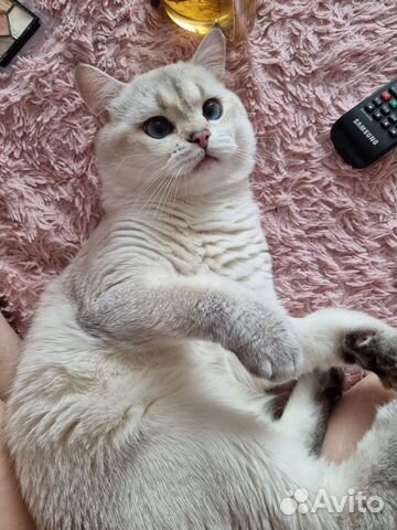 Британская кошка золотая шиншилла