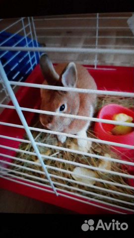 Декоративные кролики