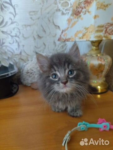 Прелестная девочка ищет дом