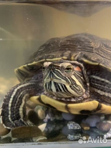 Красноухая черепаха