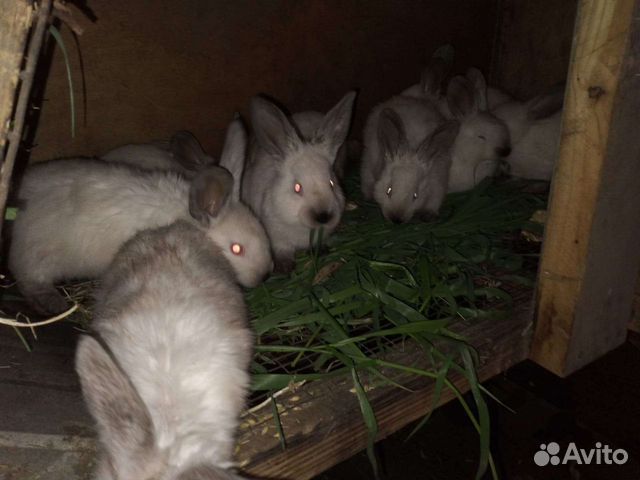 Кролик