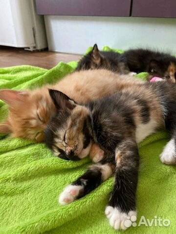 Котенок