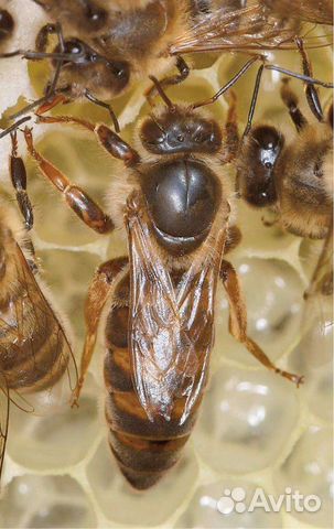 Пчелы матки плодные