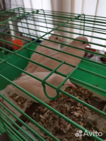 Белые горлицы египетские