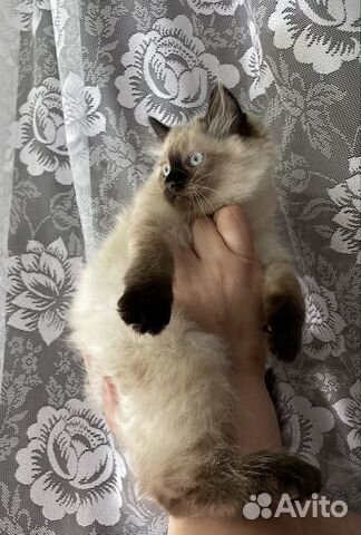 Невская маскарадная кошка