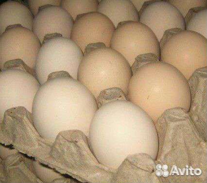 Инкубационное яйцо