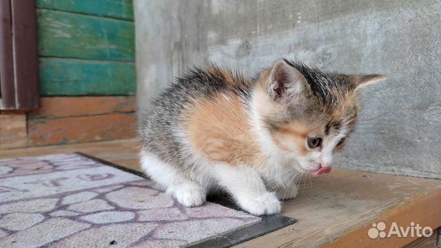 Кошка Котенок в добрые руки