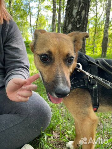 Малышку Барби вернули в приют