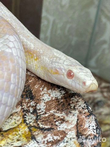 Маисовый полоз snow