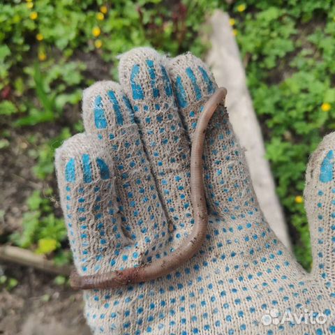 Черви элитные боевые