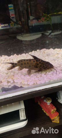 Сомик синодонтис