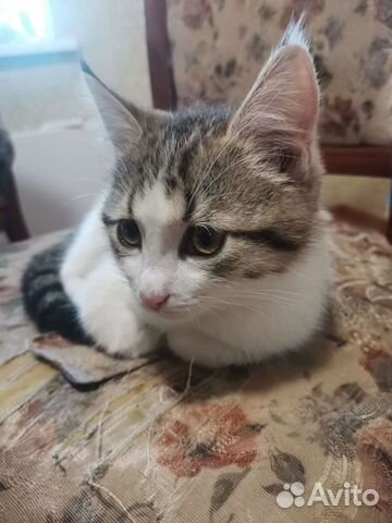Кошечка 3 мес