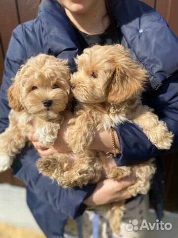 Мальтипу Ф1 элитные малыши VIP класс