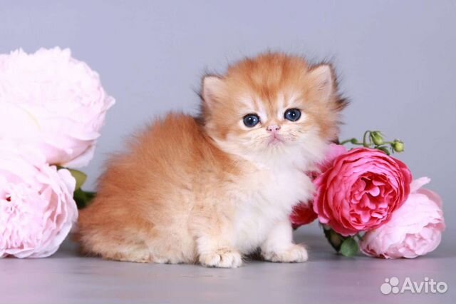 Британские котята