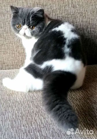 Экзотические котята