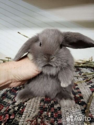 Крольчата карликовые. Голубой и лиловый окрас