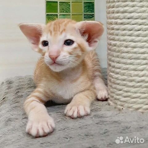 Ориентальный солнечный эктримальчик