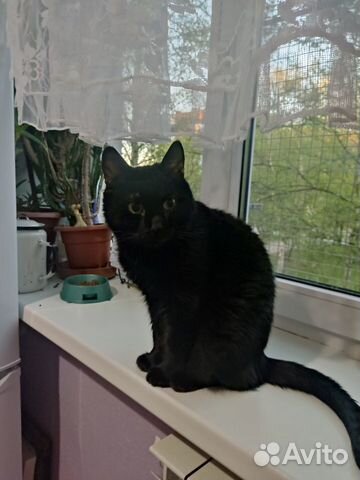 Котик Зюс в поисках ласковых и ответственных ручек