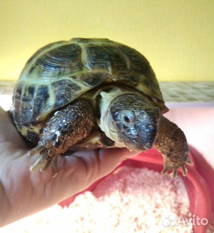 Черепаха сухопутная