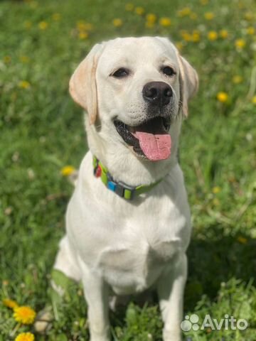 Лабрадор бесплатно в хорошие руки