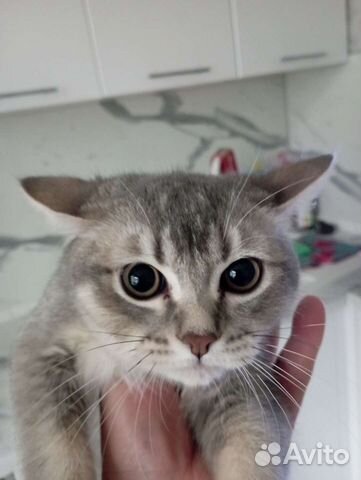 Тикированный британец