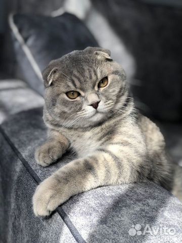 Коты на вязку шотландцы