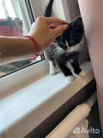 Котенок в добрые руки