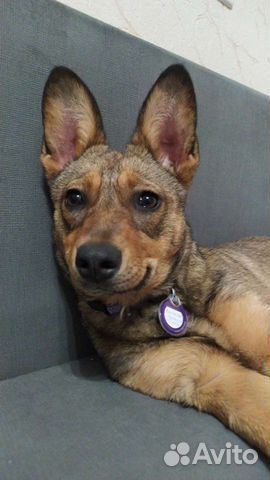 Ушастая лисичка Юки ищет дом