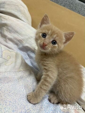 Рыжий котенок в добрые руки мальчик