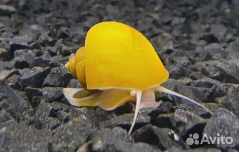 Отдам в добрые руки аквариумных улиток - ампулярий